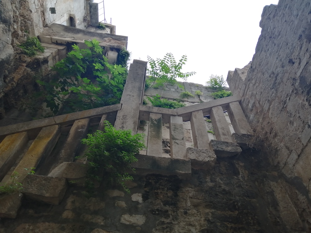 Divlji orah ponovno osvaja zidine Dioklecijanove palače | Dalmatinski ...