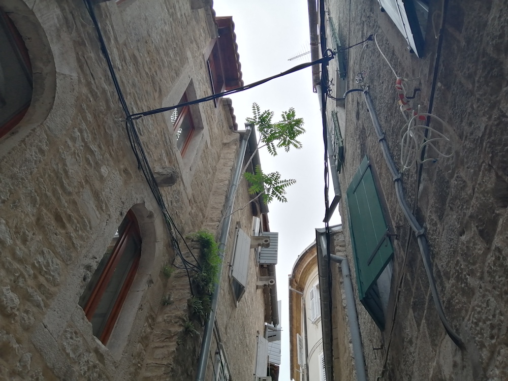 Divlji orah ponovno osvaja zidine Dioklecijanove palače | Dalmatinski ...