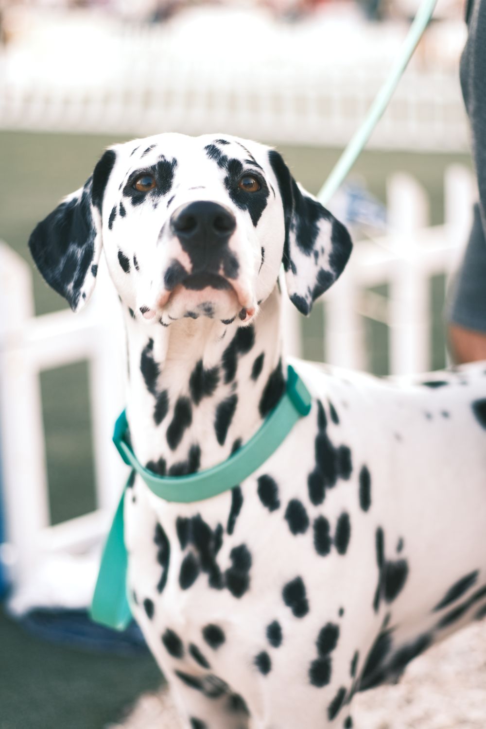 FOTOGALERIJA Najljepši psi stigli su na Žnjan | Dalmatinski portal