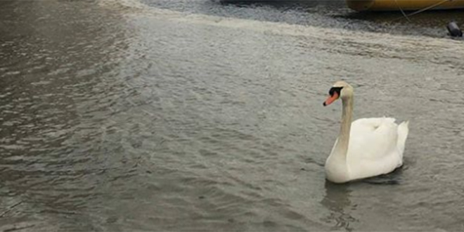 LABUD U VODICAMA Ova fotografija je oduševila mnoge | Dalmatinski portal