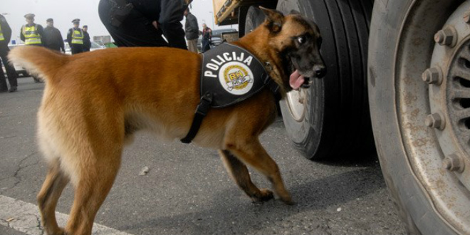 Policijski pas Lord spasio život trudnici koja se sa spurugom skrivala ...