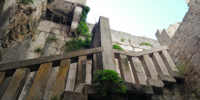 Divlji orah ponovno osvaja zidine Dioklecijanove palače | Dalmatinski ...