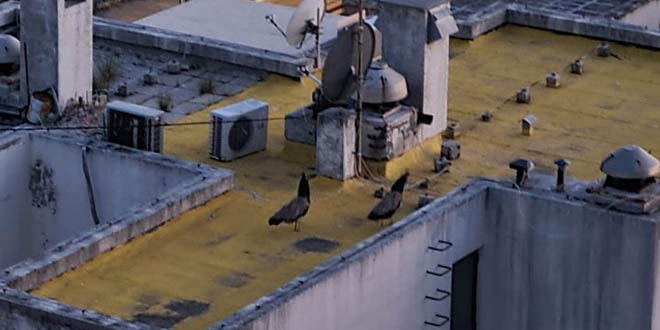 PAUNOVI U SPLITU Otišli s Gripa do Sućidra | Dalmatinski portal