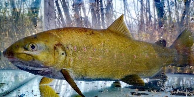FOTO/VIDEO: PRIRODNA BAŠTINA SOLINA Mekousna pastrva Solinka ...