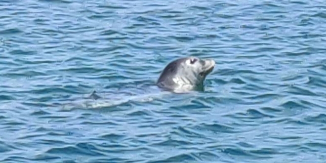 Ribari od Istre do Dubrovnika viđaju sredozemnu medvjedicu ...