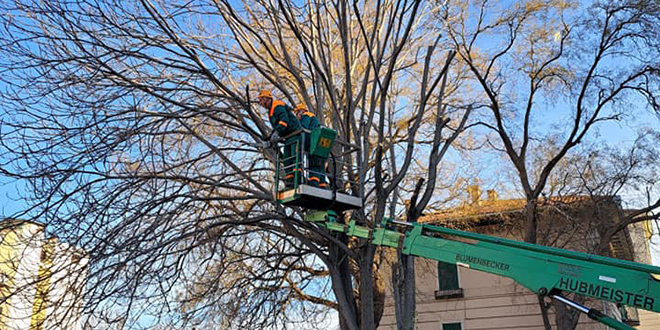 Parkovi i nasadi uklanjaju divlji orah na Pazaru | Dalmatinski portal