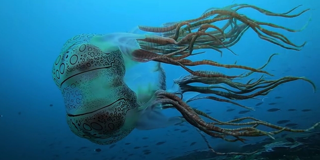 VIDEO Ronilac prvi snimio neobično morsko stvorenje | Dalmatinski portal