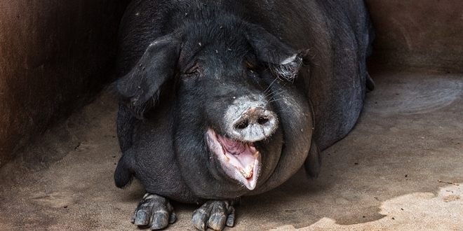 Proizvod od svinjskog mesa iz Hrvatske dodan u registar zaštićenih ...