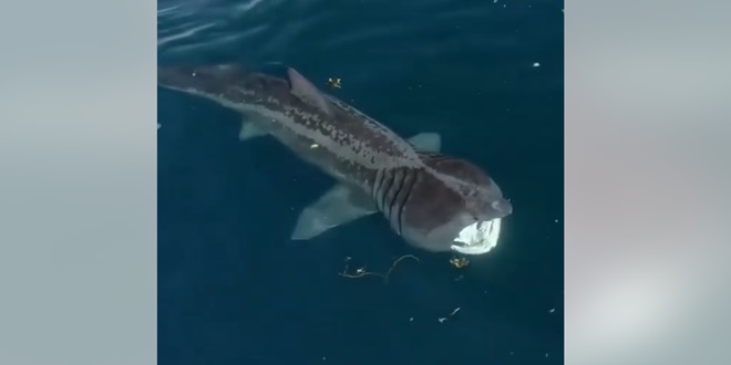 Talijani u Jadranu snimili golemu psinu | Dalmatinski portal